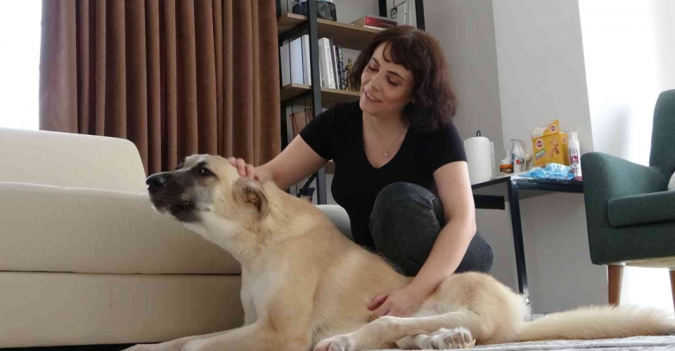 Korkusunu arka ayakları tutmayan kangal kırması ‘Paris’i sahiplenerek yendi - Ekovitrin Haber